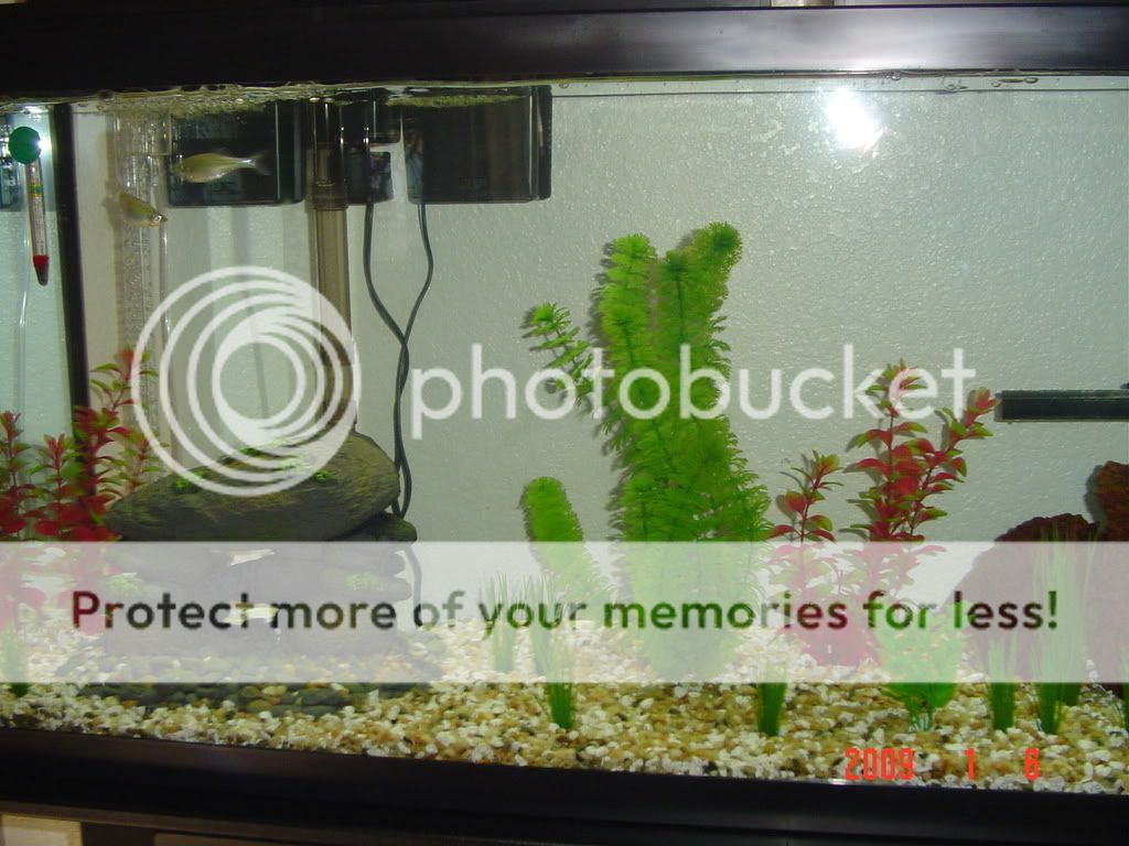 Top Fin 60 HOB | AquariaCentral.com